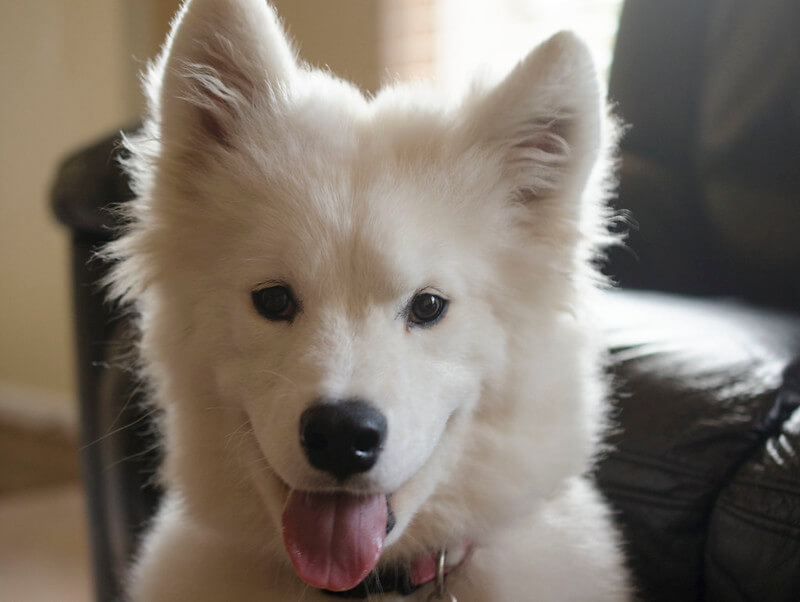 500 White Dog Names - Popular Male and Female Names | PetPress