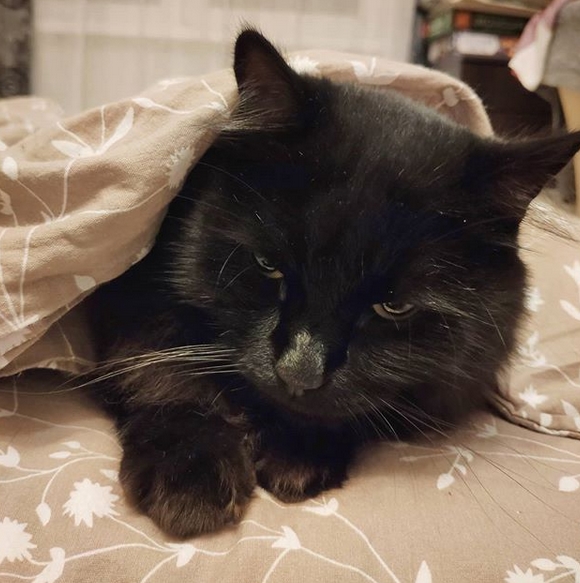75+ Magical Cat Names for Your Mystical Feline - PetPress