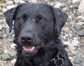 500 Black Lab Names - Popular Male and Female Names | PetPress