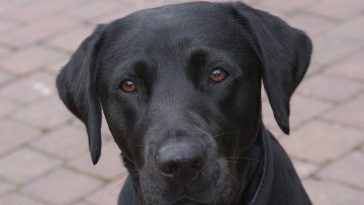 Top 150 Female Black Lab Names | PetPress