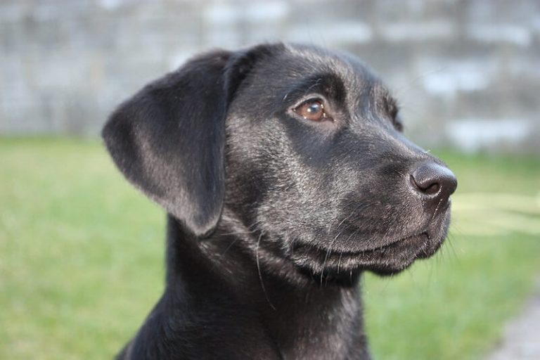 Top 150 Female Black Lab Names For Your Cute Female Black Lab top-150-female-black-lab-names-for-your-cute-female-black-lab