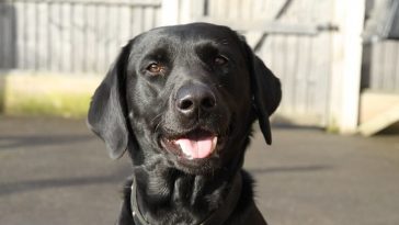 14 Fun Facts About Labrador Retrievers - PetPress