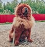 14 Reasons Why You Should Never Own Chow Chows | Page 3 of 4 | PetPress