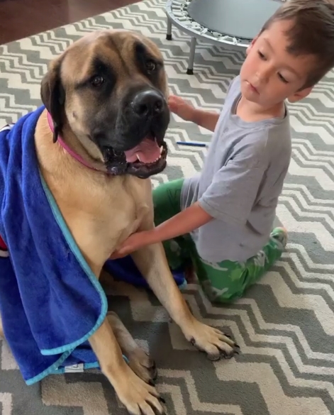 14 Reasons Why You Should Never Own English Mastiffs - Page 4 of 4 ...