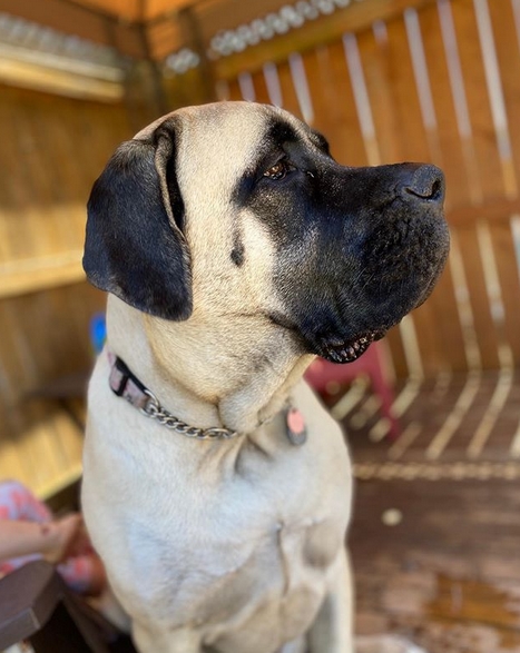 14 Reasons Why You Should Never Own English Mastiffs | Page 3 of 4 ...