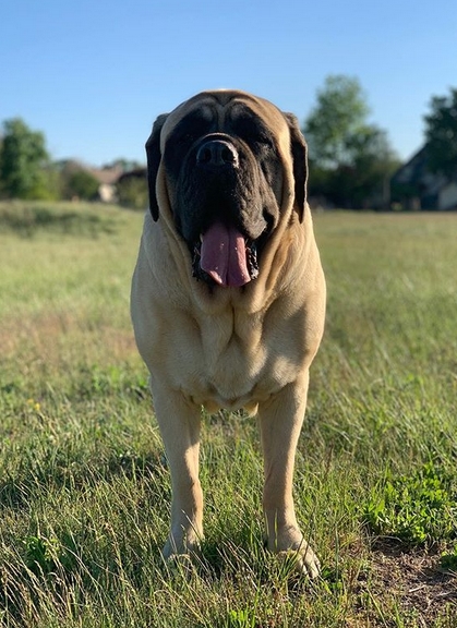 14 Reasons Why You Should Never Own English Mastiffs | Page 3 of 4 ...