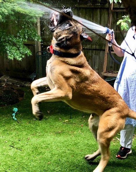 14 Reasons Why You Should Never Own English Mastiffs | Page 3 of 4 ...