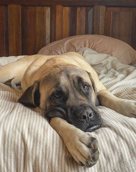 14 Reasons Why You Should Never Own English Mastiffs | Page 2 of 4 ...