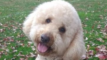 15 Things You’ll Only Understand If You Have a Goldendoodle - PetPress