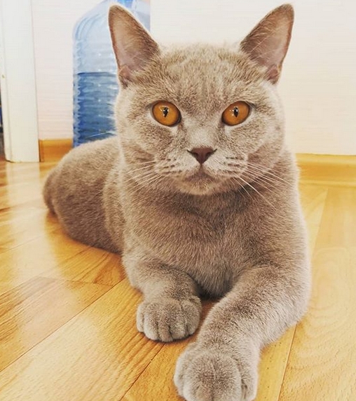 Top 150 Sophisticated Female Cat Names