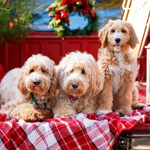 10 Facts From The History Of Goldendoodles - Page 2 of 3 - PetPress