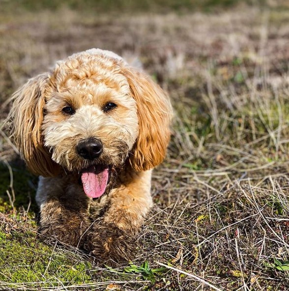 14 Pros and Cons of Goldendoodles | Page 2 of 3 | PetPress