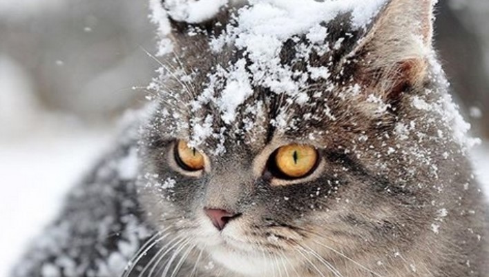 50+ Beautiful Winter Inspired Cat Names - PetPress