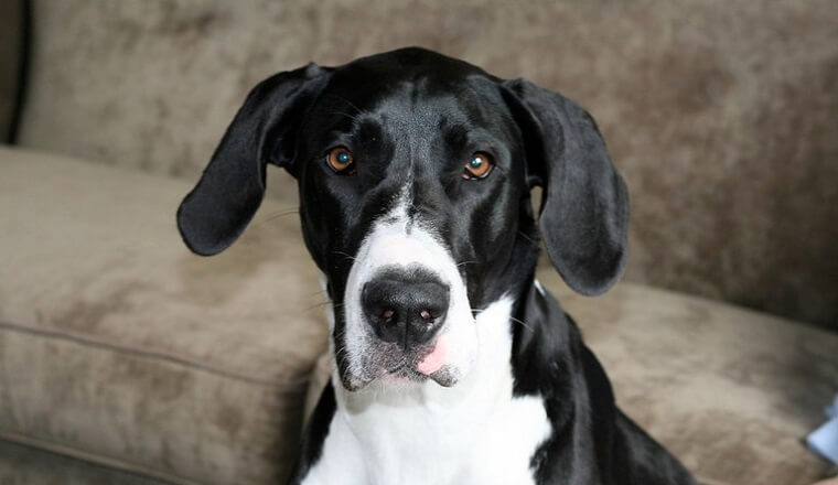 Top 100 Female Great Dane Names