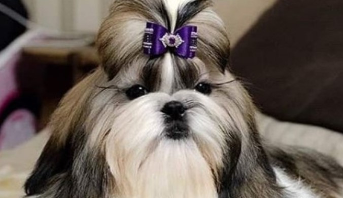 14 Pros and Cons of Shih Tzu - PetPress