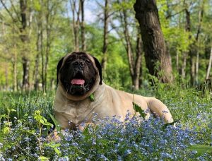 Top 12 Dog Breeds With the Strongest Bite Force - PetPress