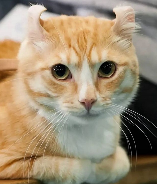 150+ Great Female Cat Names Starting with “L” | PetPress