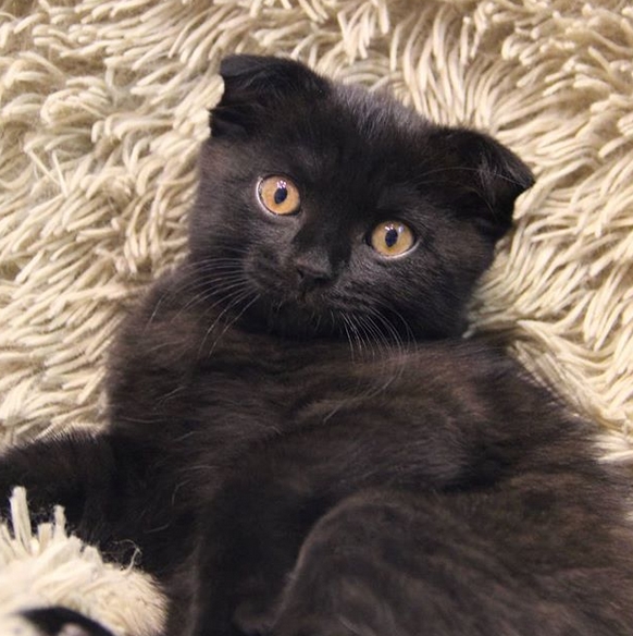 130 Black Male Cat Names PetPress 130-black-male-cat-names-petpress