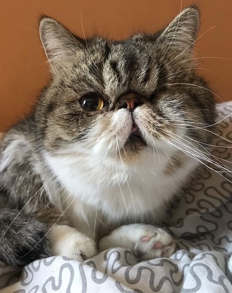 Top 50+ One-Eyed Cat Names | PetPress