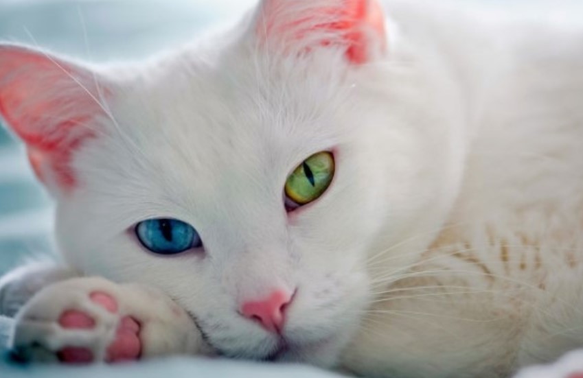 TOP 8 Most Legendary Cats In The History Of Mankind | Page 2 of 2 ...