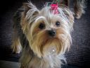 Yorkie Names – 330 Adorable Yorkie Dog Name Ideas - PetPress