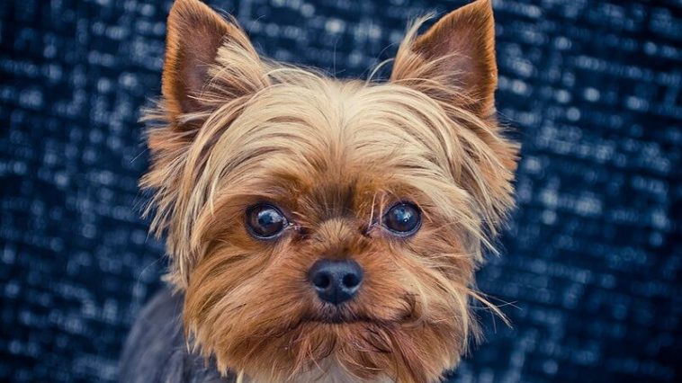 115 Male Yorkie Names - Cute Boy Yorkie Names - PetPress