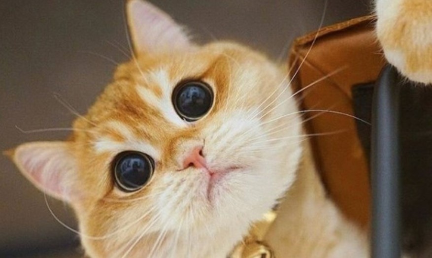 15 Little-Known Details About Cats - PetPress