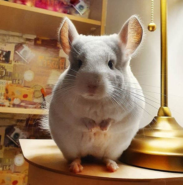 16 Best Chinchilla Facts That Make Them The Best Pets | Page 3 of 3 ...