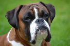 350 Boxer Dog Names - Popular Male and Female Names | PetPress