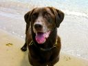 Chocolate Lab Dog Names: 320 Best Names for Brown Labradors - PetPress
