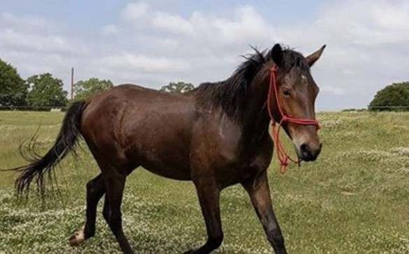 Top 40 Best Male Horse Names for Mustangs - PetPress