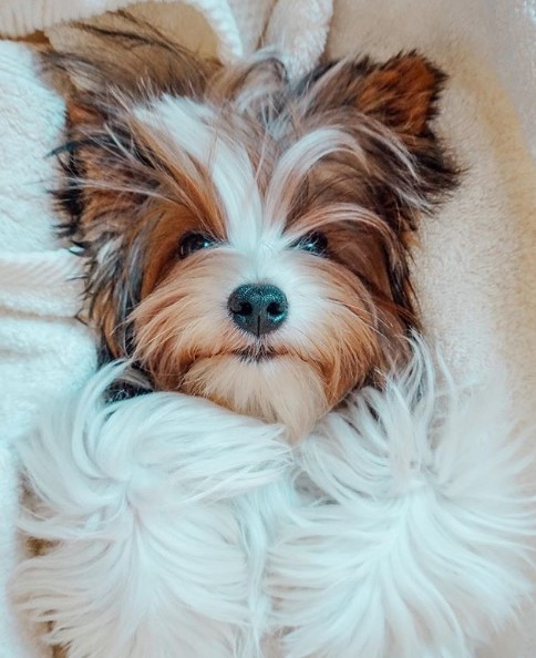 15 Little-Known Details About Dogs | PetPress