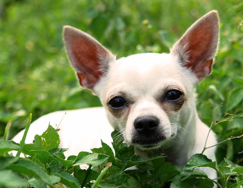 120 Cute Boy Chihuahua Names Male Names For Chihuahuas PetPress
