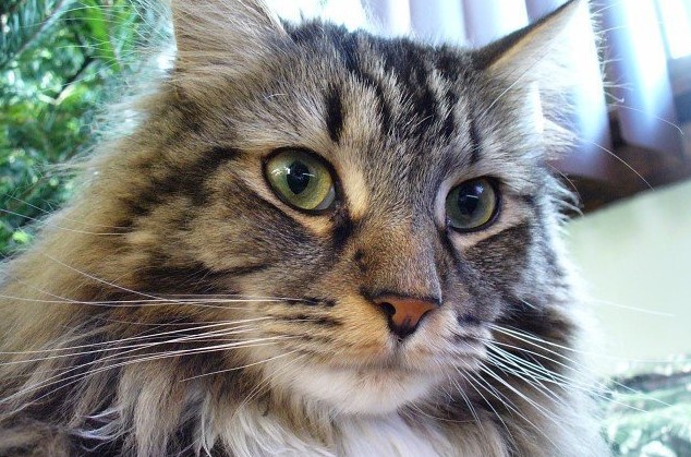 TOP 8 Most Legendary Cats In The History Of Mankind - PetPress