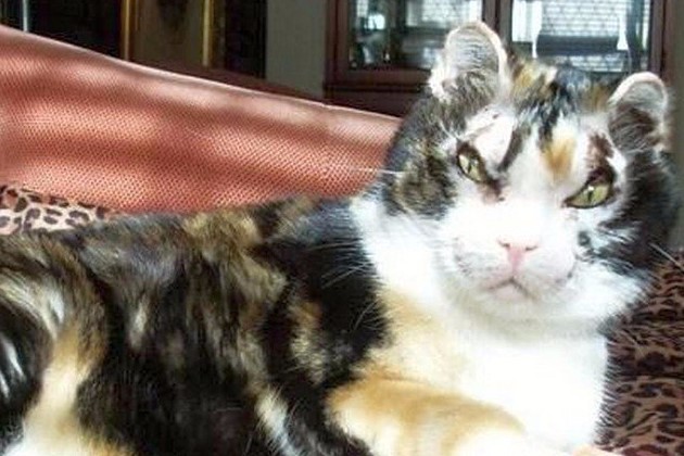 TOP 8 Most Legendary Cats In The History Of Mankind - PetPress