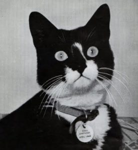 TOP 8 Most Legendary Cats In The History Of Mankind - PetPress
