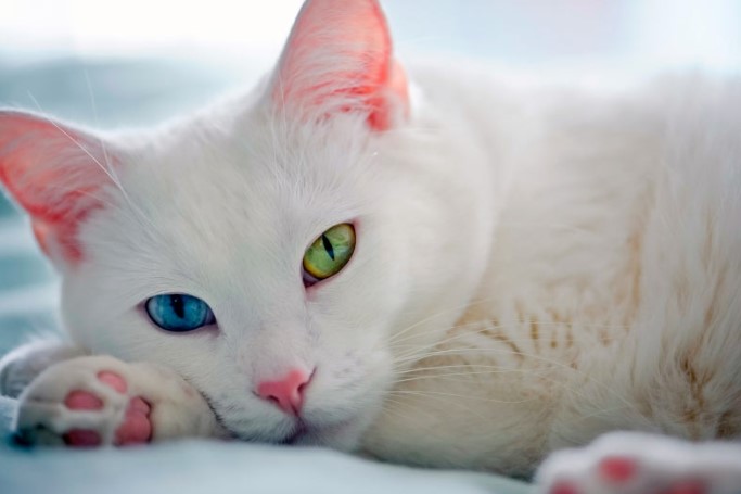 TOP 8 Most Legendary Cats In The History Of Mankind - PetPress