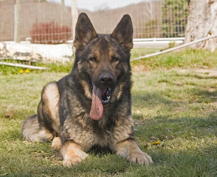 Male German Shepherd Names - 350 Great Ideas for Naming Your Boy GSD ...