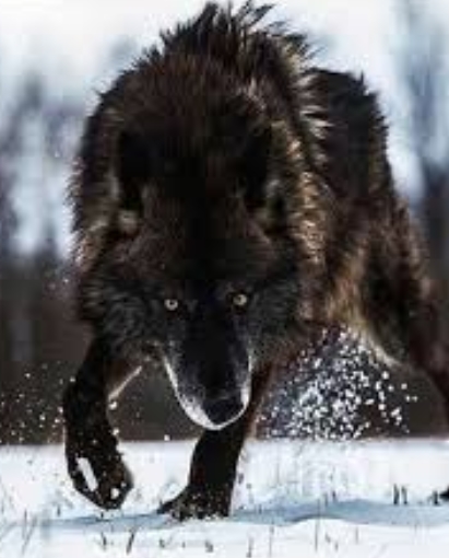 70+ Perfect Wolf Names For Male & Female Black Wolves | PetPress