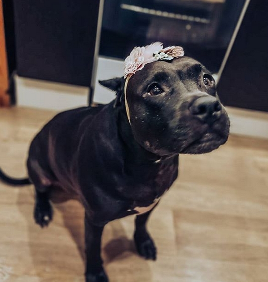 120+ Most Common Female Pit Bull Dog Names - PetPress