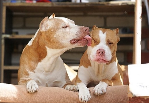 120+ Most Common Female Pit Bull Dog Names - PetPress