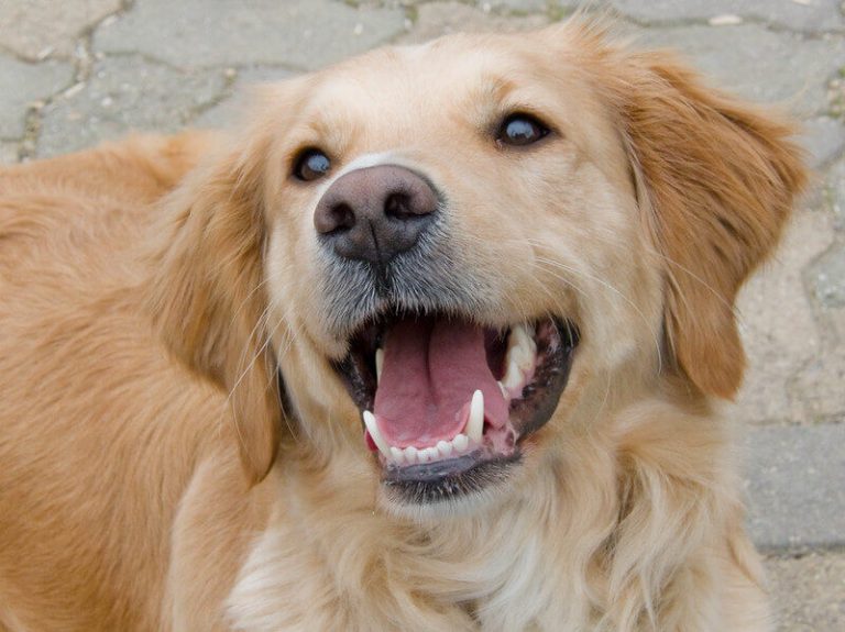 250 Popular Punjabi Dog Names and Their Meanings - PetPress