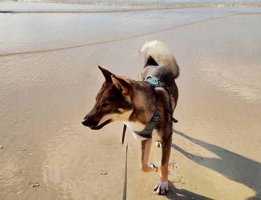 80+ Traditional Hawaiian Dog Names For Female Dogs