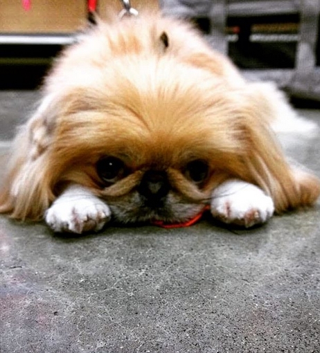 70+ Typical Italian Dog Names For Female Dogs