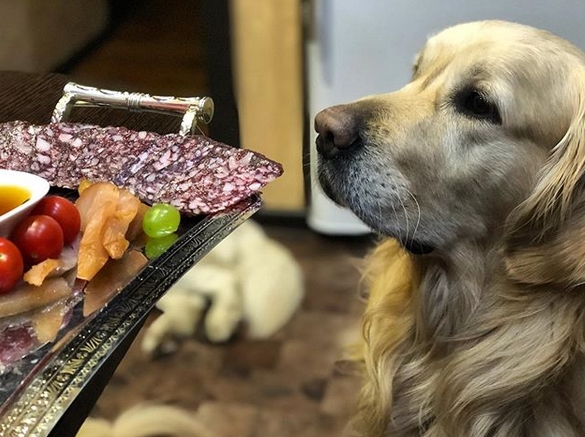 100+ Funny Food-Inspired Dog Names - PetPress