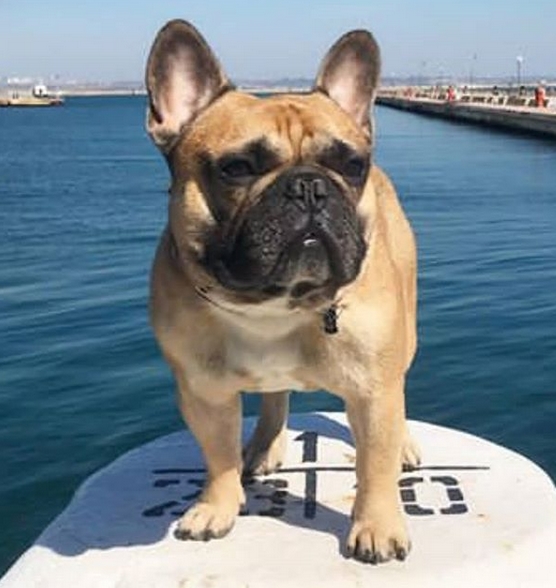 Top 30 Awesome Marine Inspired Dog Names - PetPress
