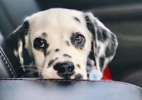 10+ Dalmatians For Anyone Who's Having A Bad Day - PetPress