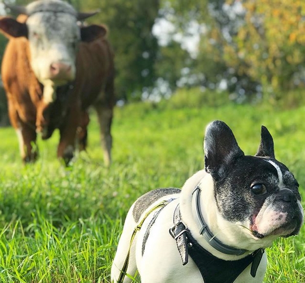 100+ Best Farm Dog Names - PetPress
