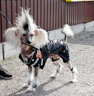 150+ Best Heavy Metal Dog Names | PetPress