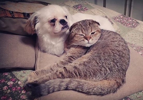 14 Realities That New Japanese Chin Owners Must Accept - Page 4 of 5 ...